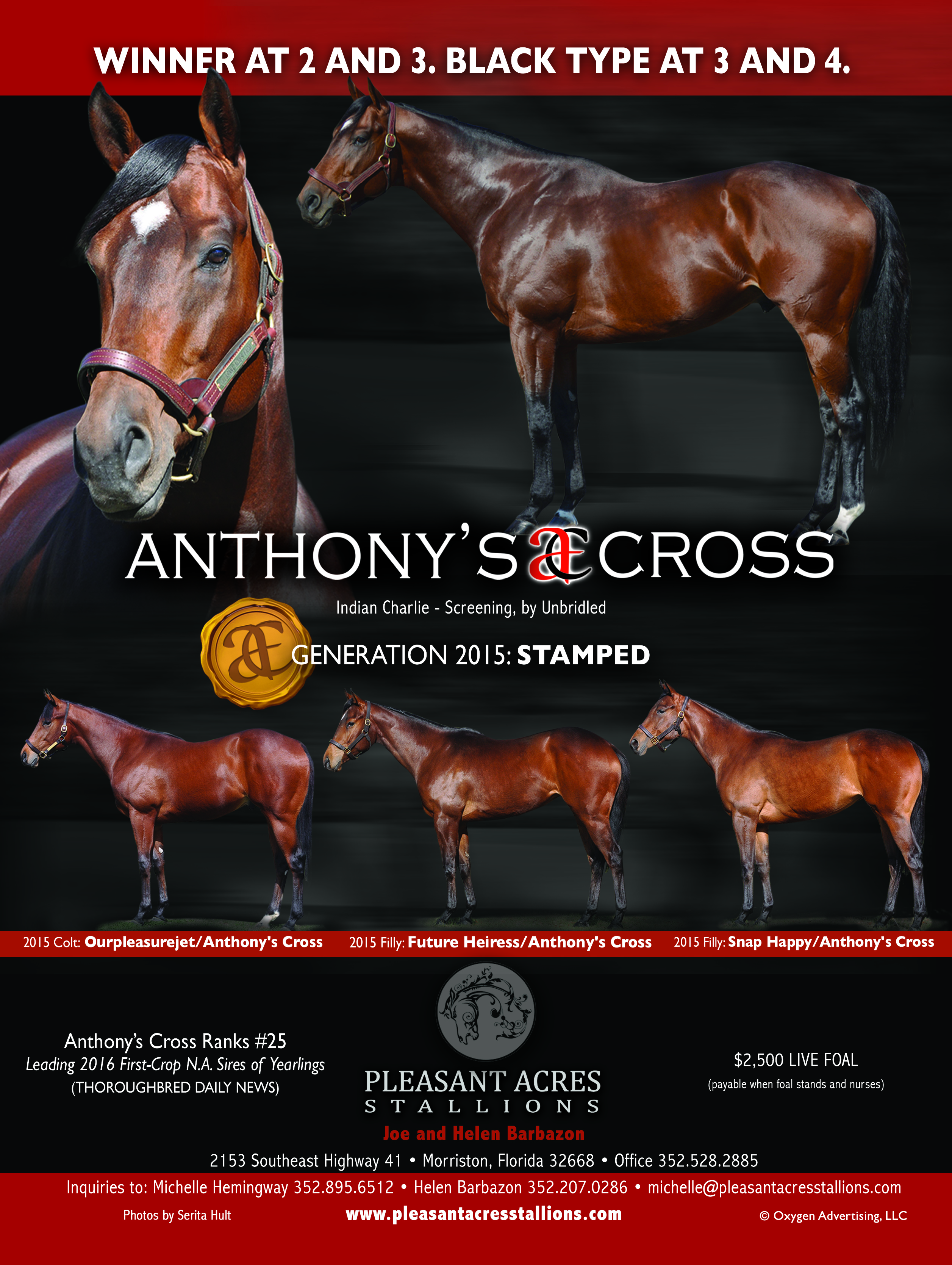 Anthony’s Cross | Pleasant Acres Stallions