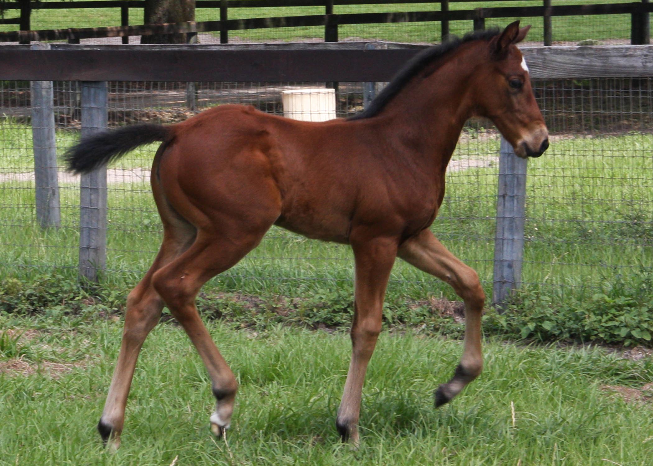 Long On Value-Fairie Queen Filly | Pleasant Acres Stallions