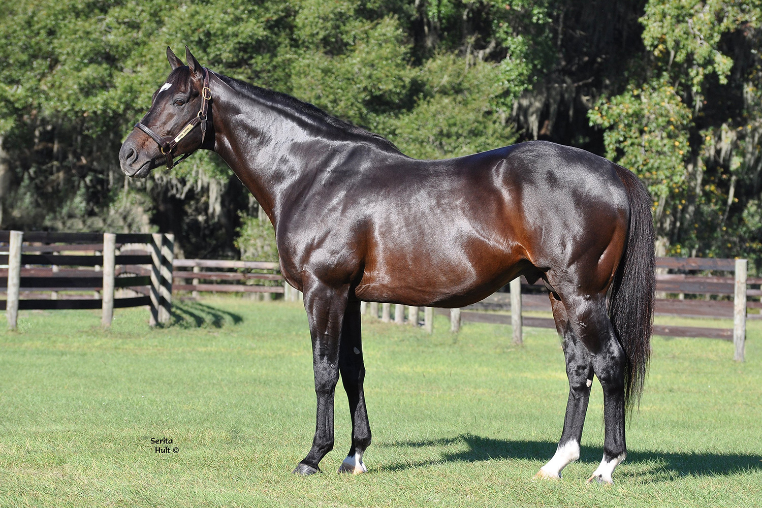 Stallion-GoneAstray-LG | Pleasant Acres Stallions
