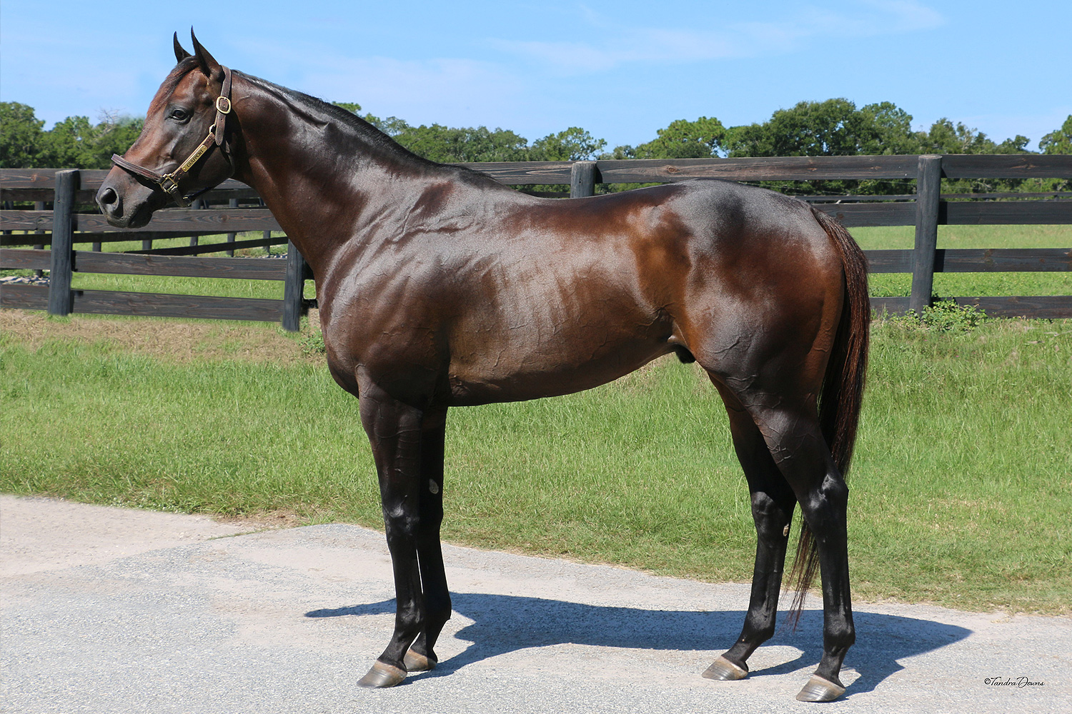 Gulfport, Pleasant Acres Stallions, Ocala Florida